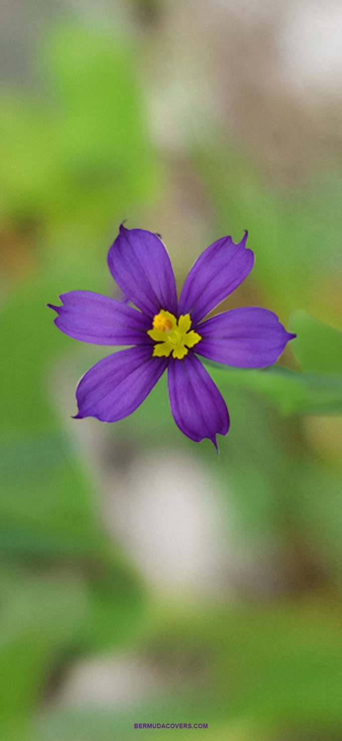 Bermudiana Flower Facebook Cover & Phone Lock Screen | BermudaCovers.com